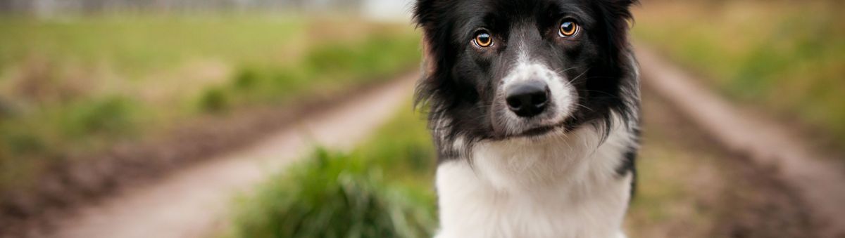 8 Tricks to get your dog to pose for photographs! – NI Cockapoo Club